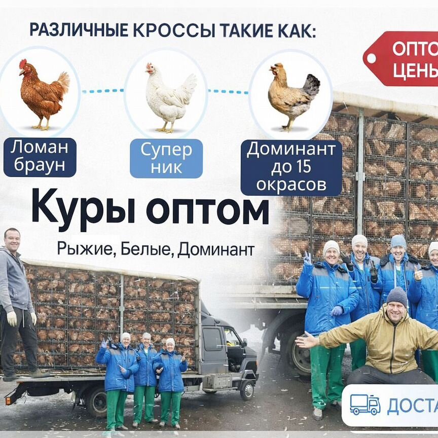 Породистые куры Доминант