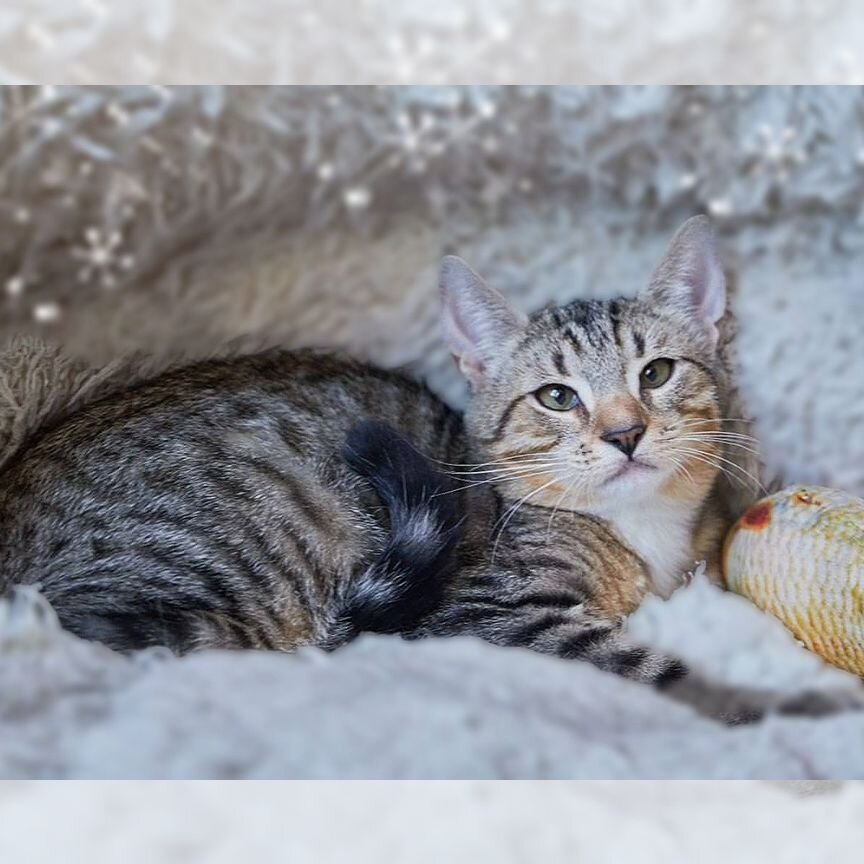 Котик в добрые руки