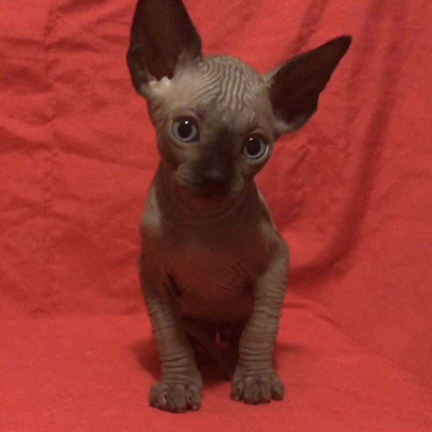 Канадский сфинкс котёнок