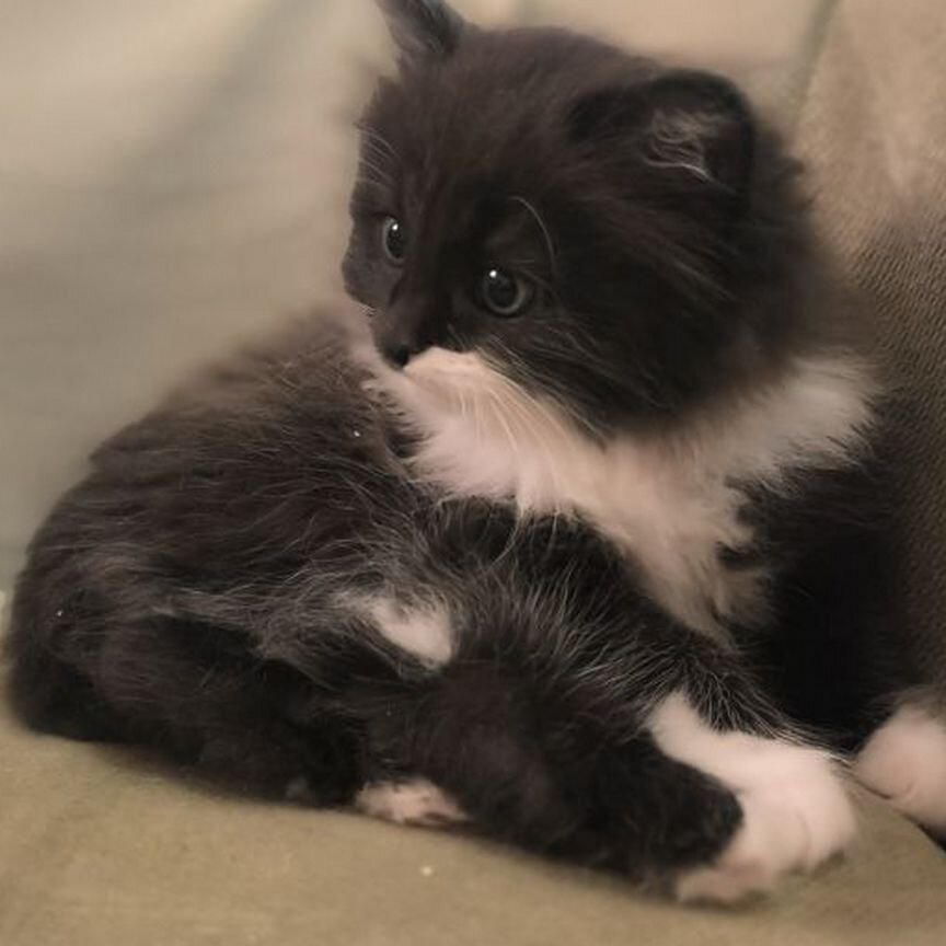 Сибирский котенок мальчик