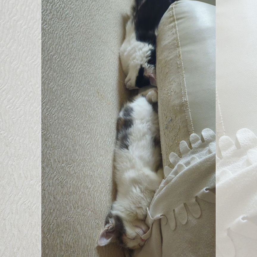 Две кошечки, они неразлучны 3 месяца