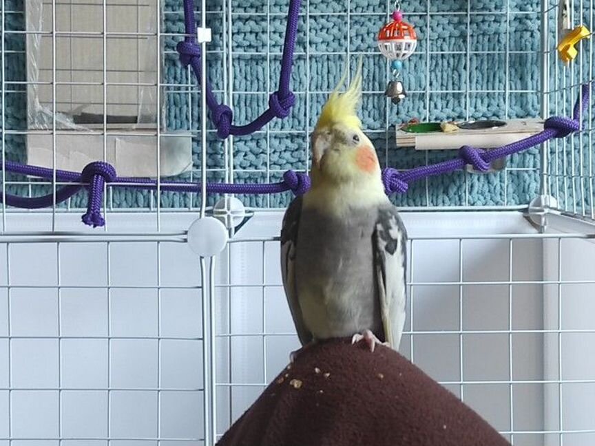 Ручная корелла