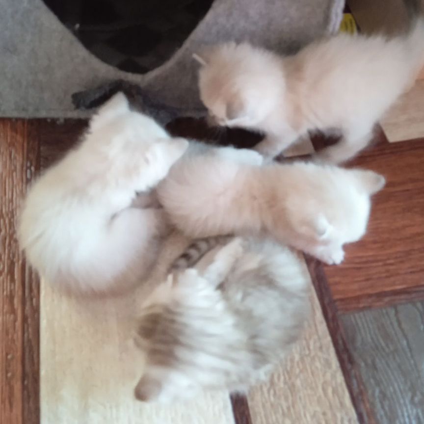 Котята