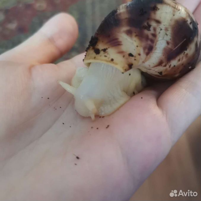 Улитка ахатина ретикулята альбино