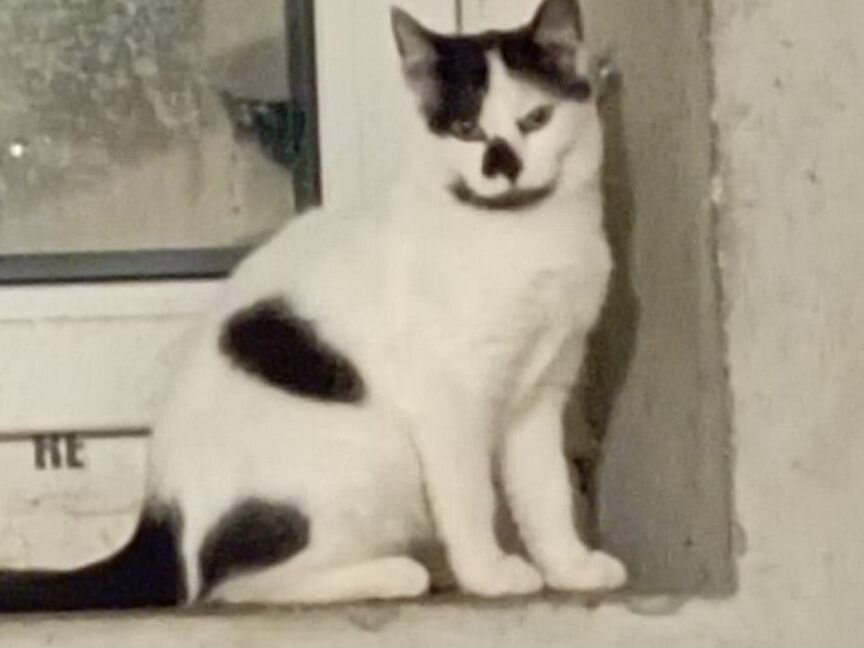 Так нужен дом котятам