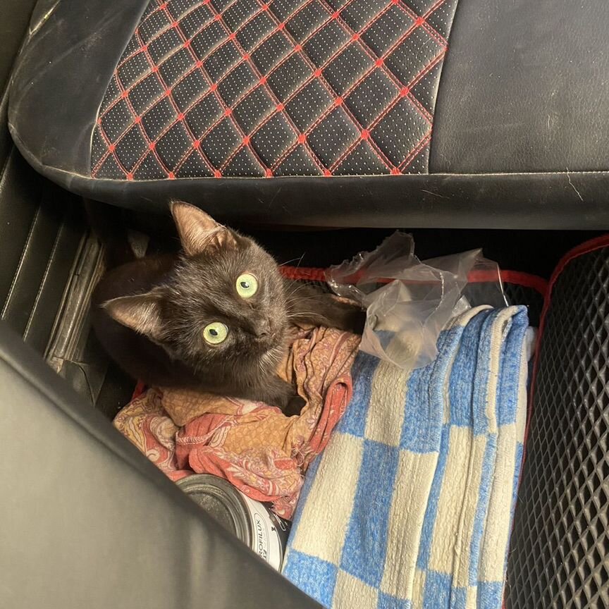 Черный котенок в добрые руки