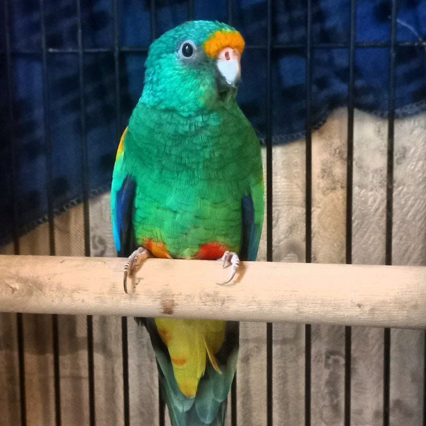 Попугаи пара Вариус