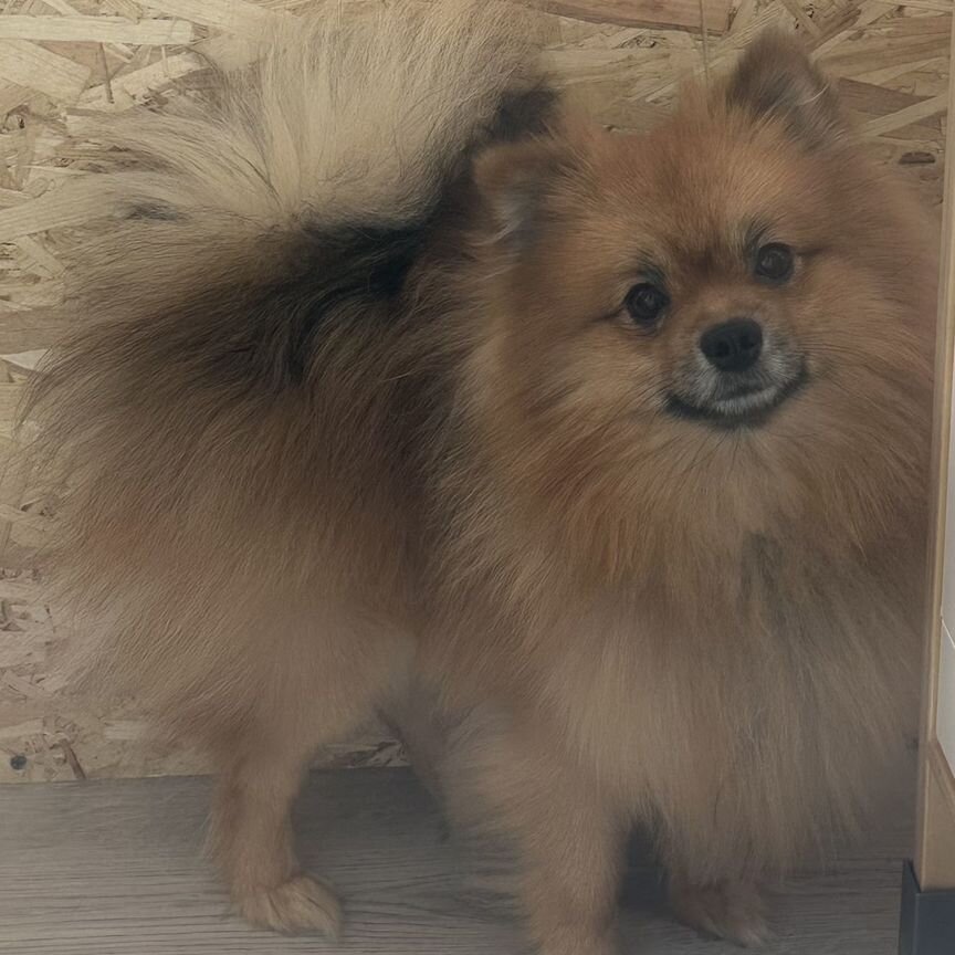 Померанский шпиц, щенок