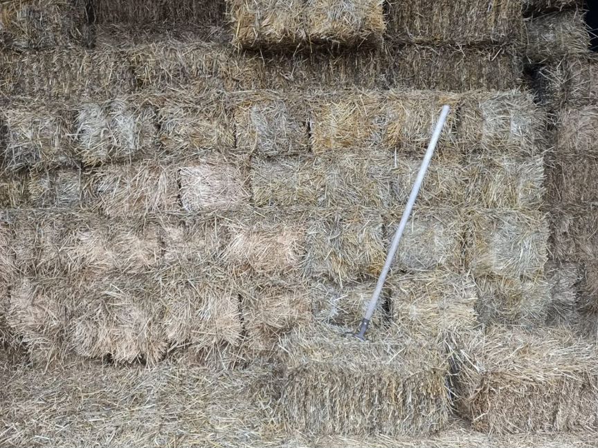 Солома в тюках просяная