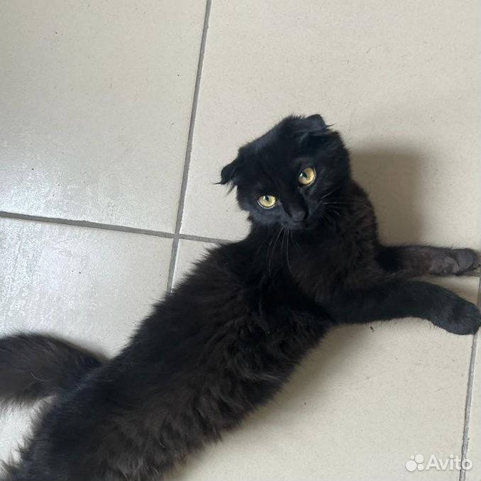 Шотланский вислоухий котенок