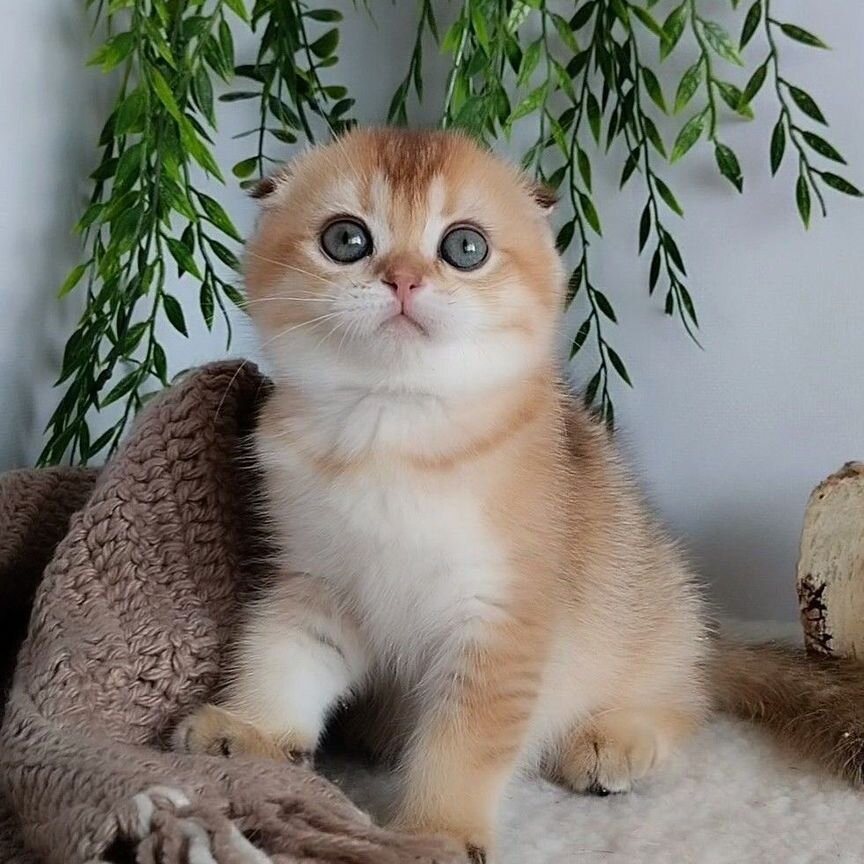 Шотландская золотая