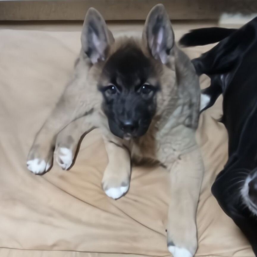 Американская акита, щенок