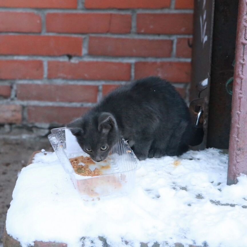 Котята на улице