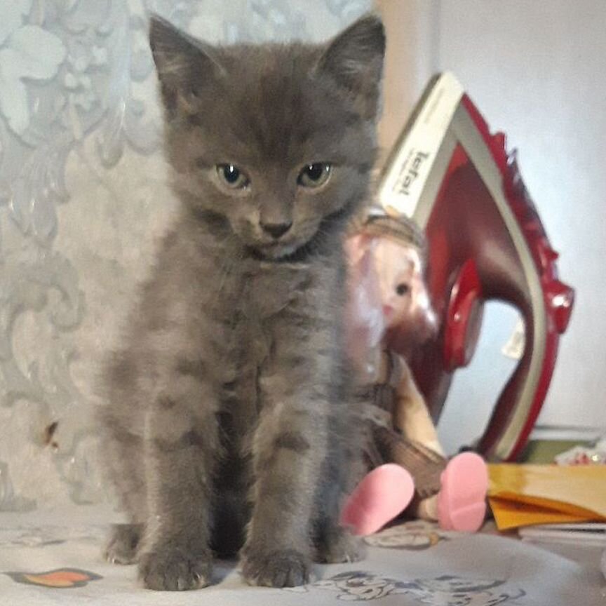 Котёнок в добрые руки