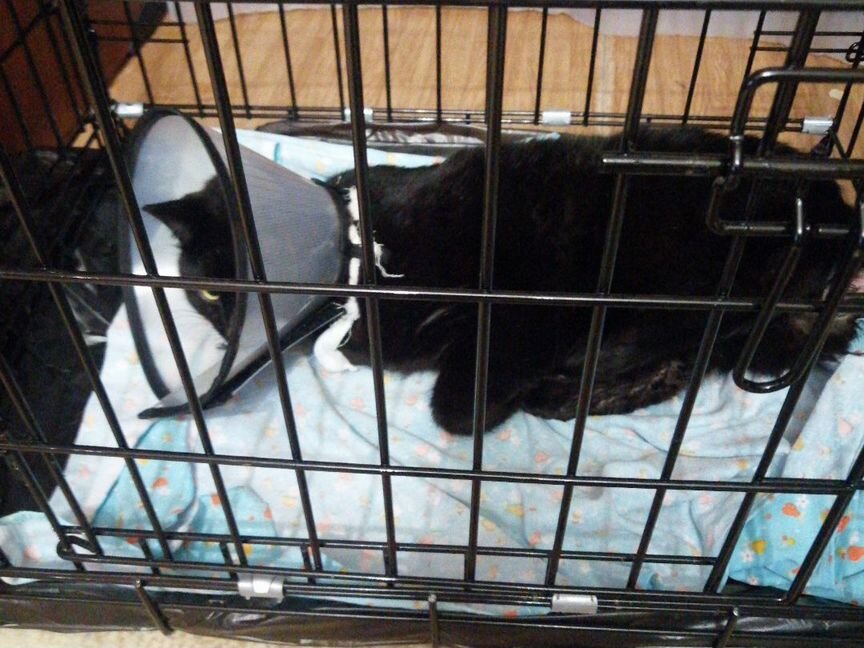 Котик ждёт добрых опекунов