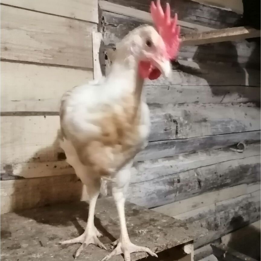 Петух чешский доминант