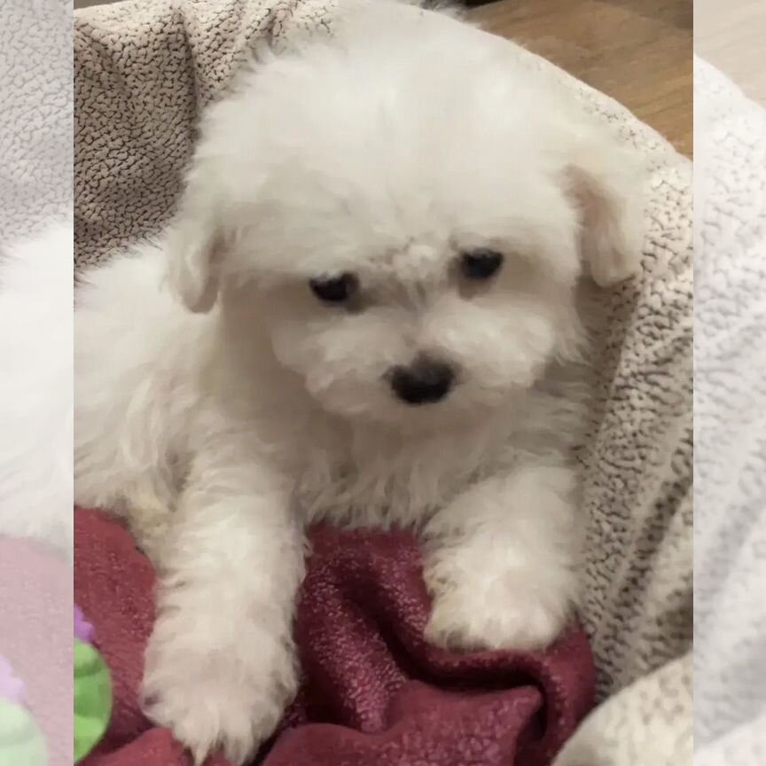 Бишон фризе, щенок