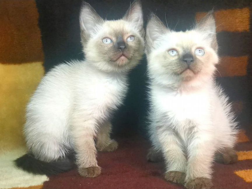 Сиамские котята