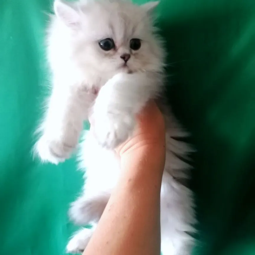 Шикарный британский котик, 2мес