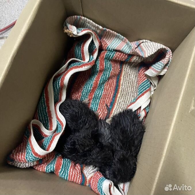 Котята новорожденные