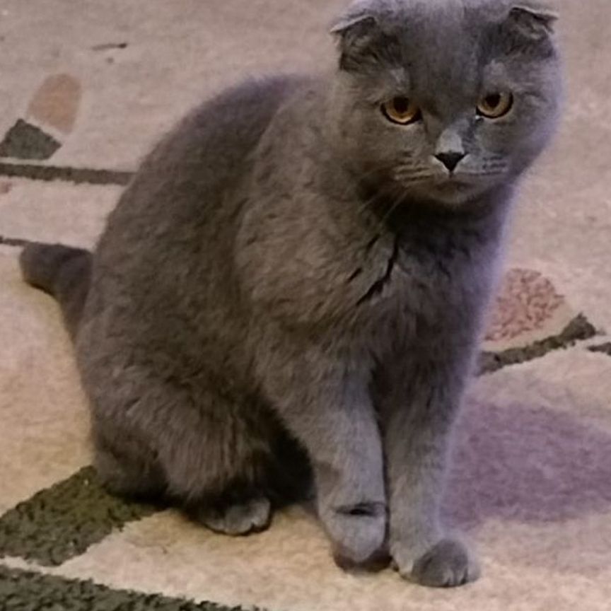 Кошка
