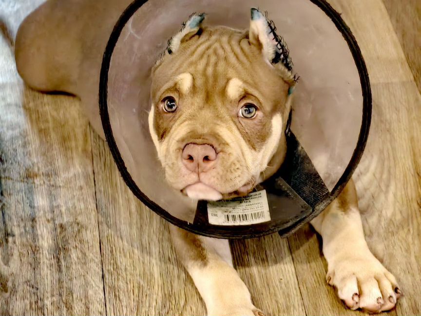 Мальчишка американский булли