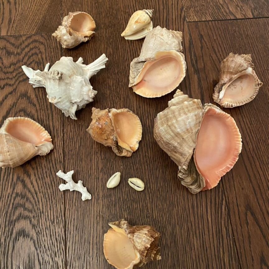 Морские ракушки