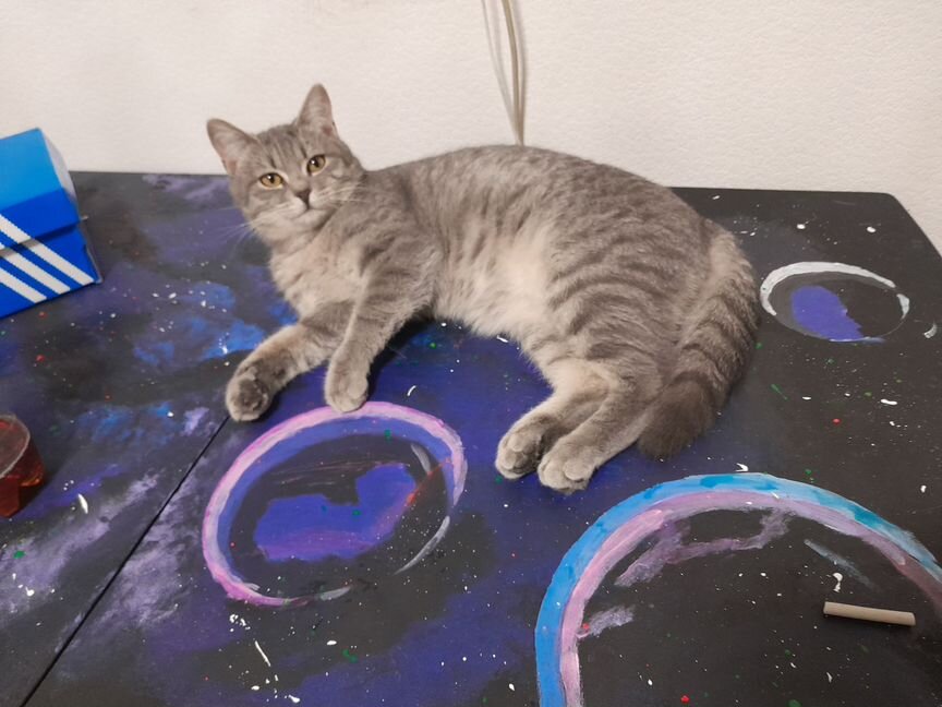 Отдам кота в добрые руки
