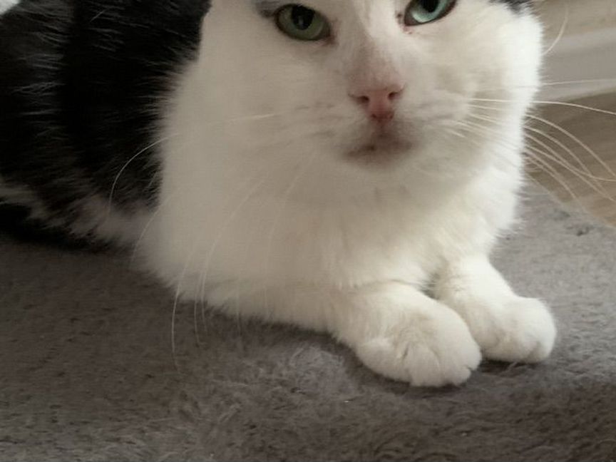 Котик хочет домой