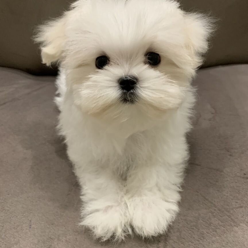 Мальтезе деаочка