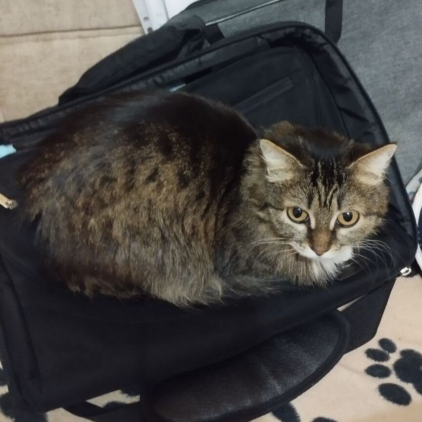 Сибирская кошка, взрослая