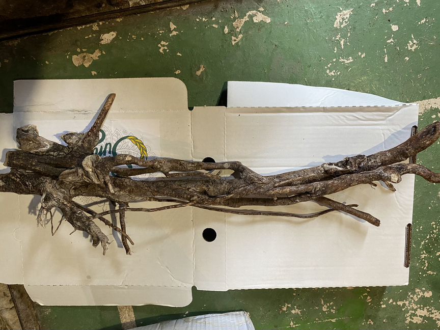 Коряги аквариум террариум дрифт вуд морской топляк