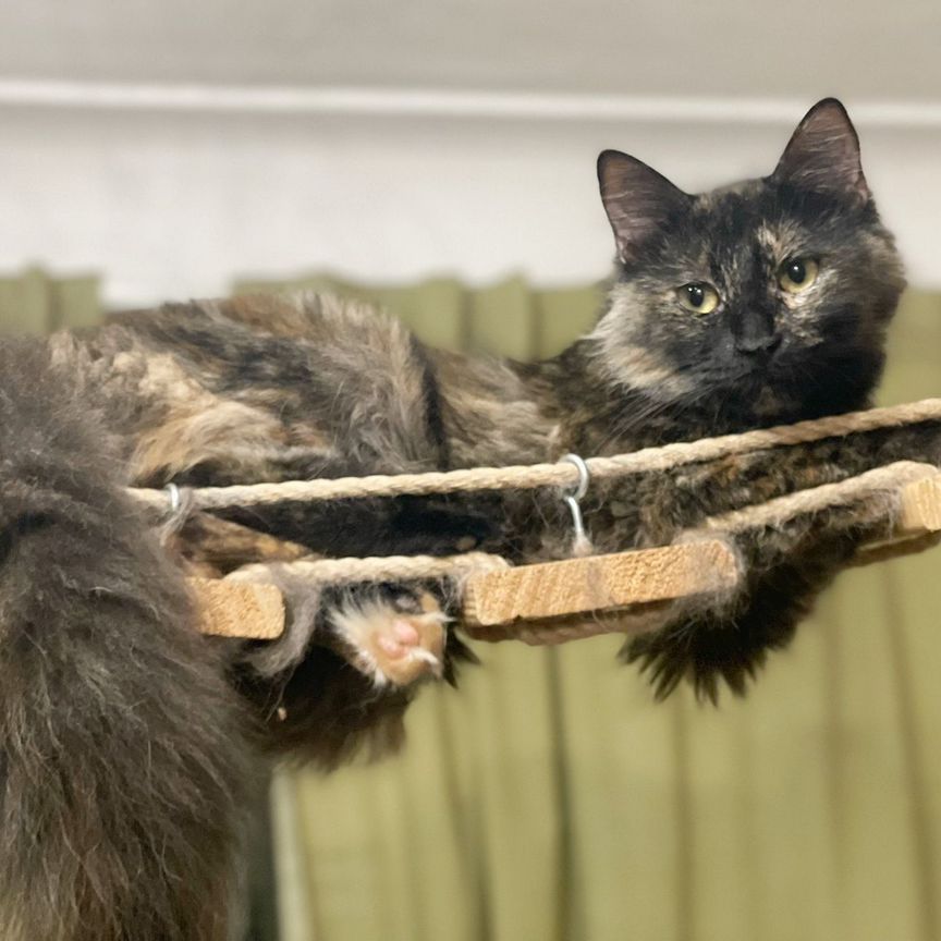 Пушистая красавица