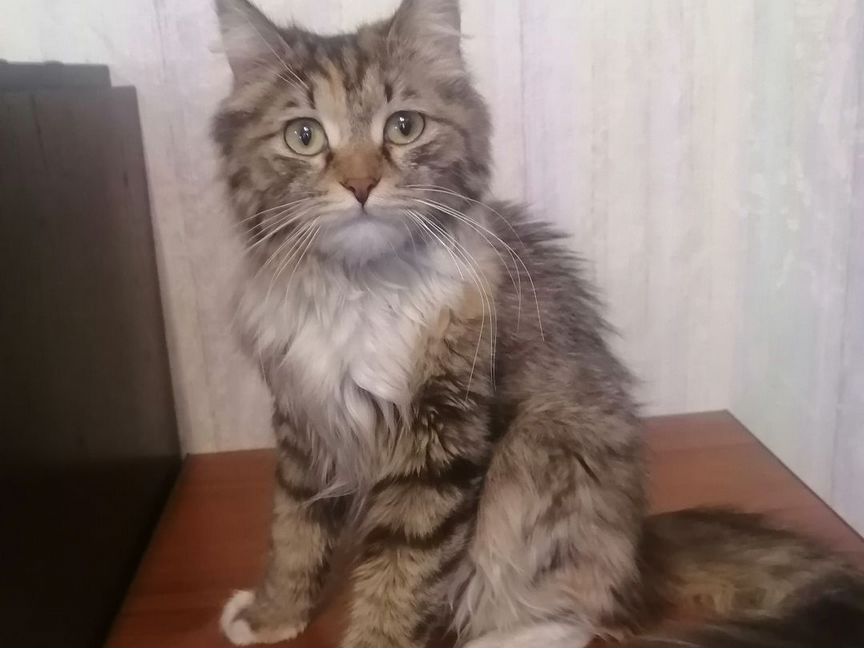 Кошка трехцветная