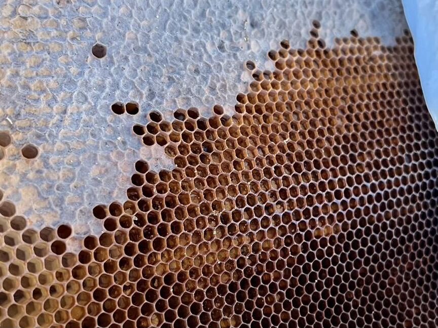 Рамки с вощиной