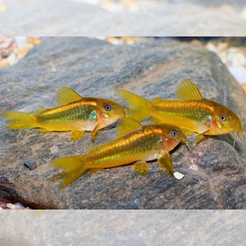 Сомики коридорасы Голд Страйп