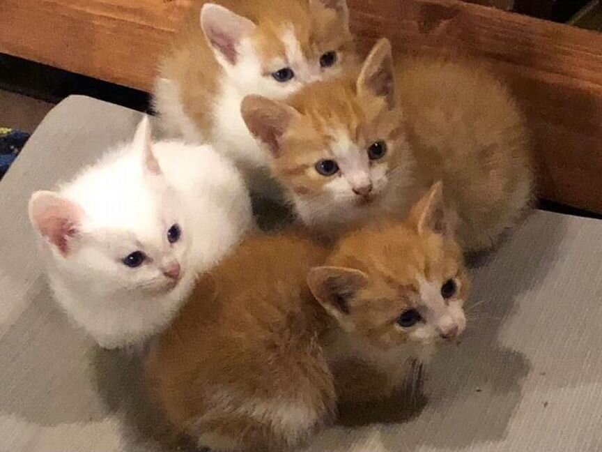 Котята 1,5 месяца - бесплатно