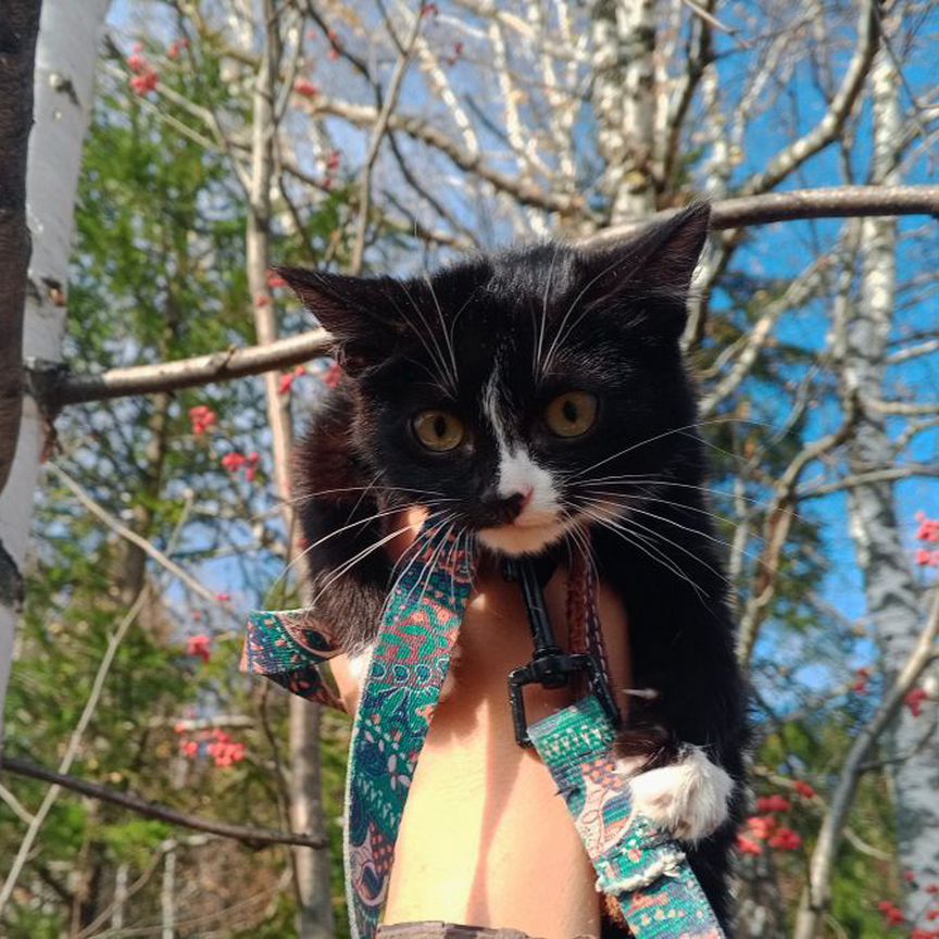 Чарли, около 3 месЦев