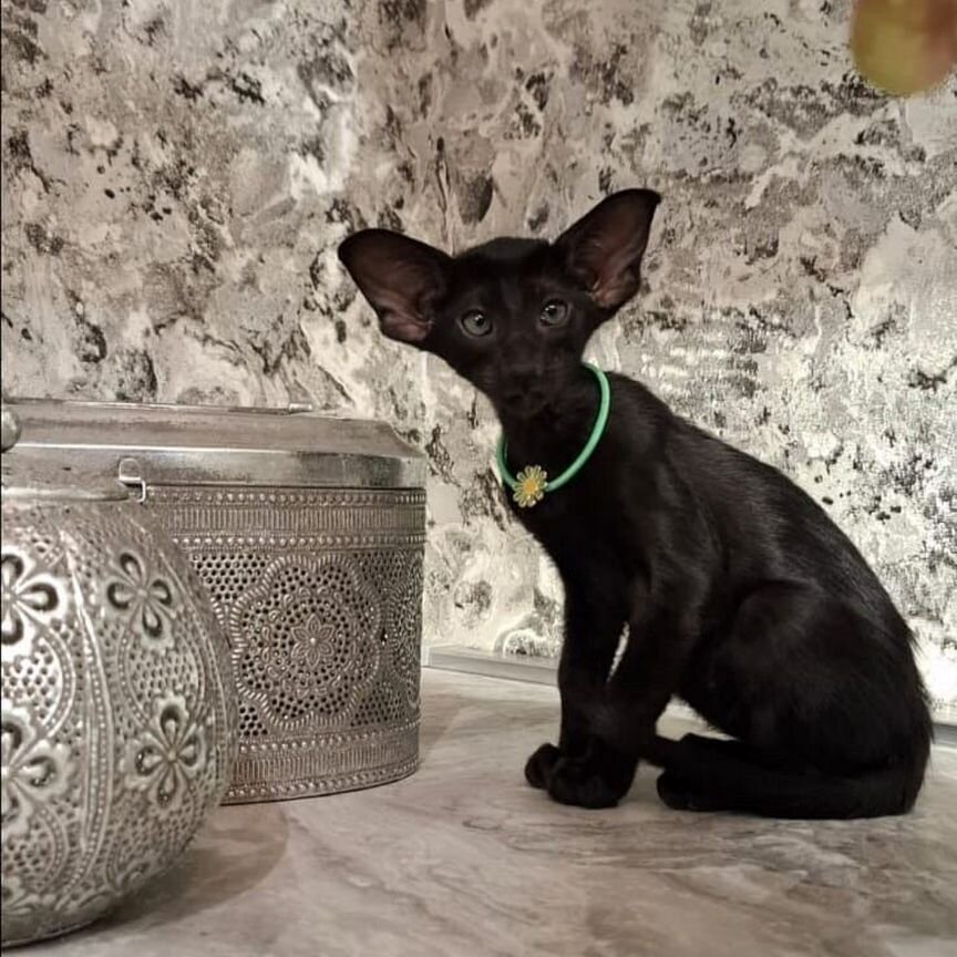 Ориентальные котята