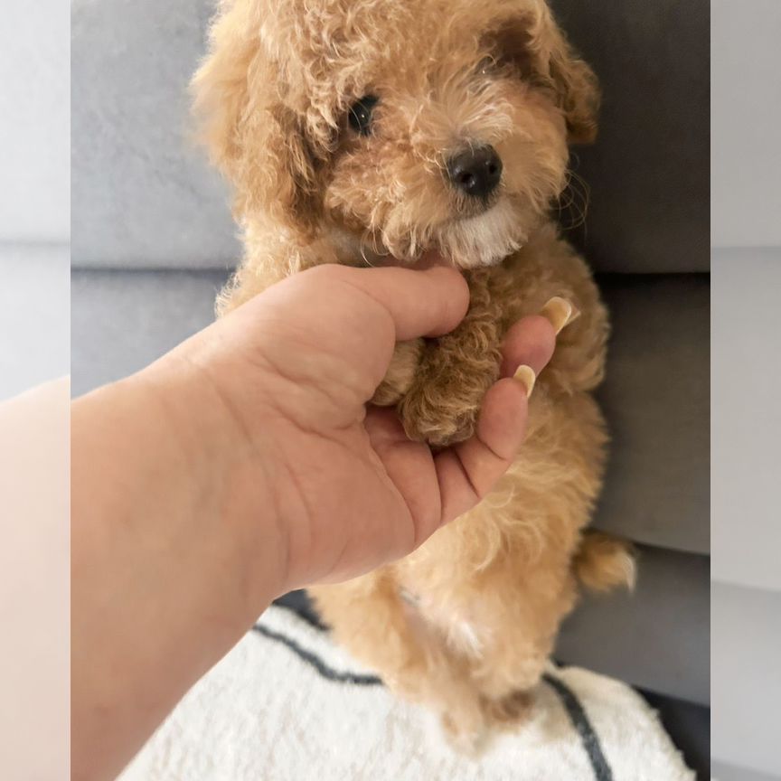 Мальтипу f1 мальчик