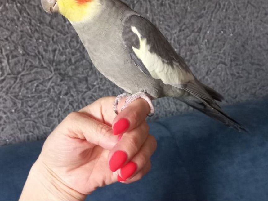 Попугай корелла мальчик