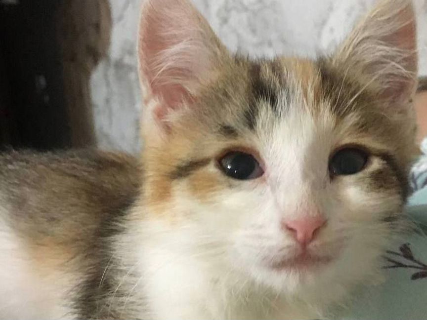 Отдадим Котёнка девочку в хорошие руки (Бесплатно)