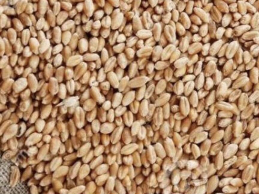 Зерно пшеница ячмень оптом