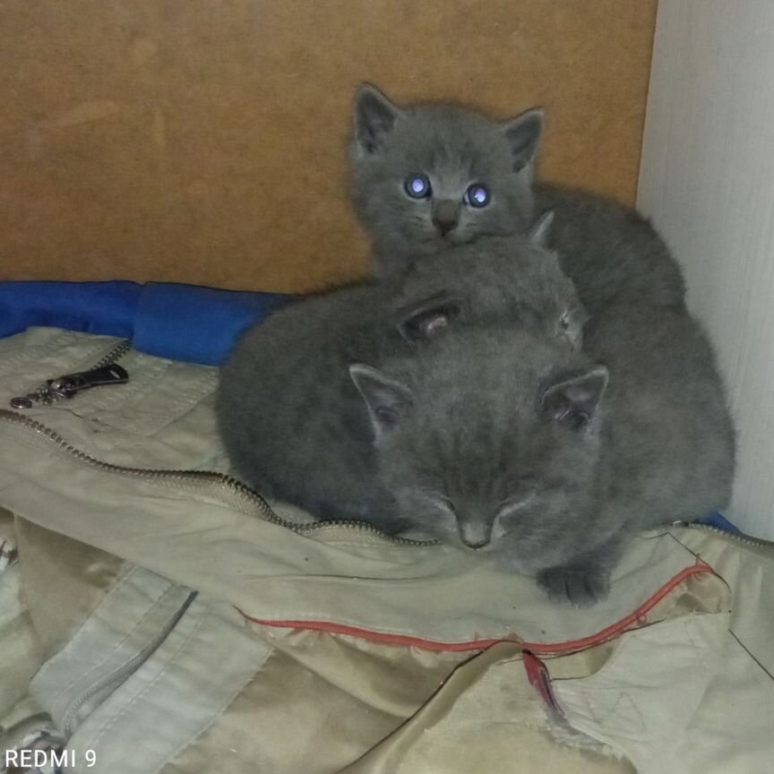 Котята Русская голубая