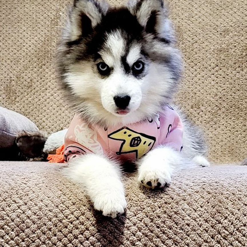 Помски, щенок