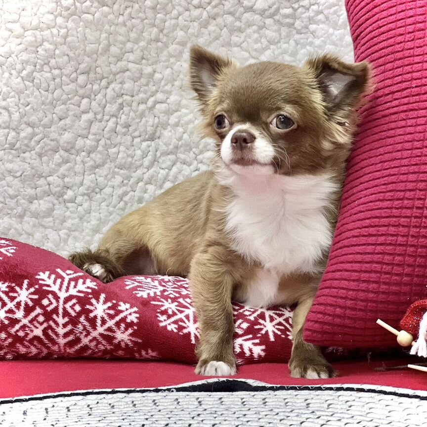 Шоколадный Босс