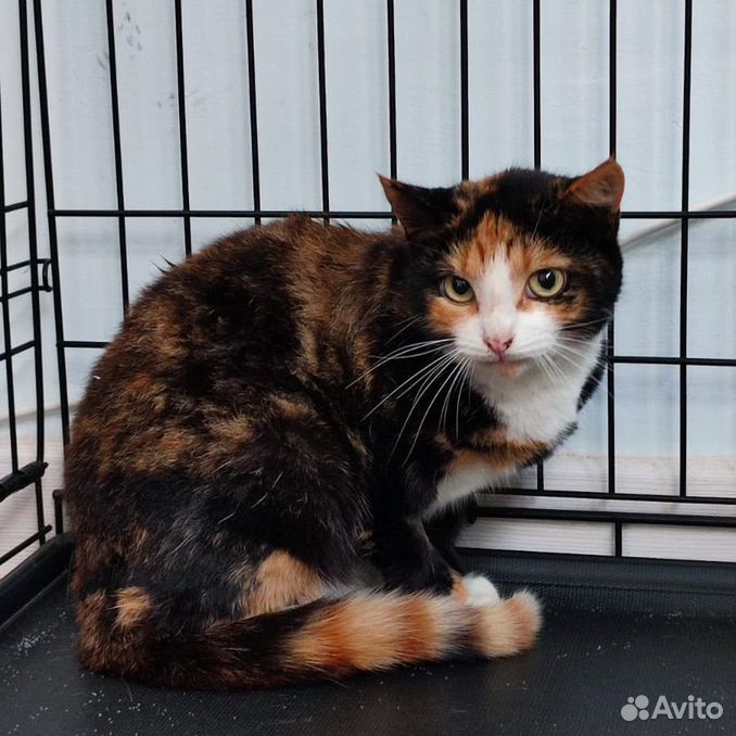 Кошка Русенька через два дня выпуск на улицу