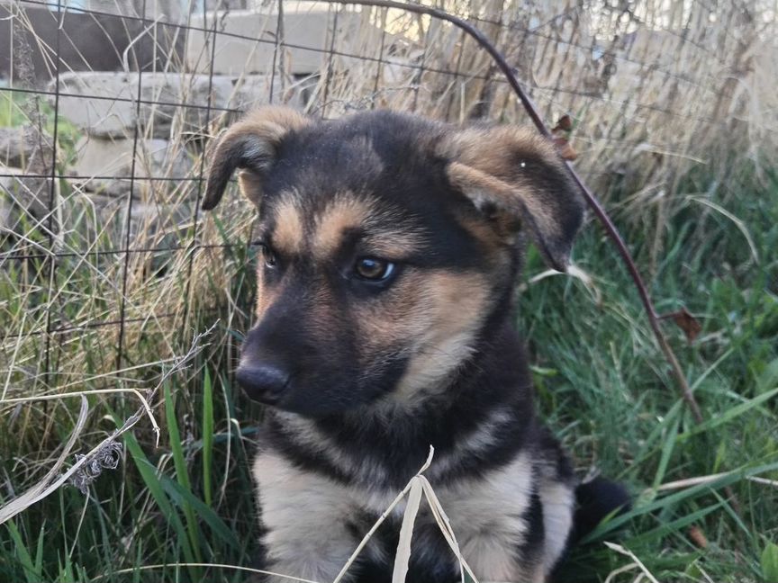 Мылышка Жулька в добрые руки