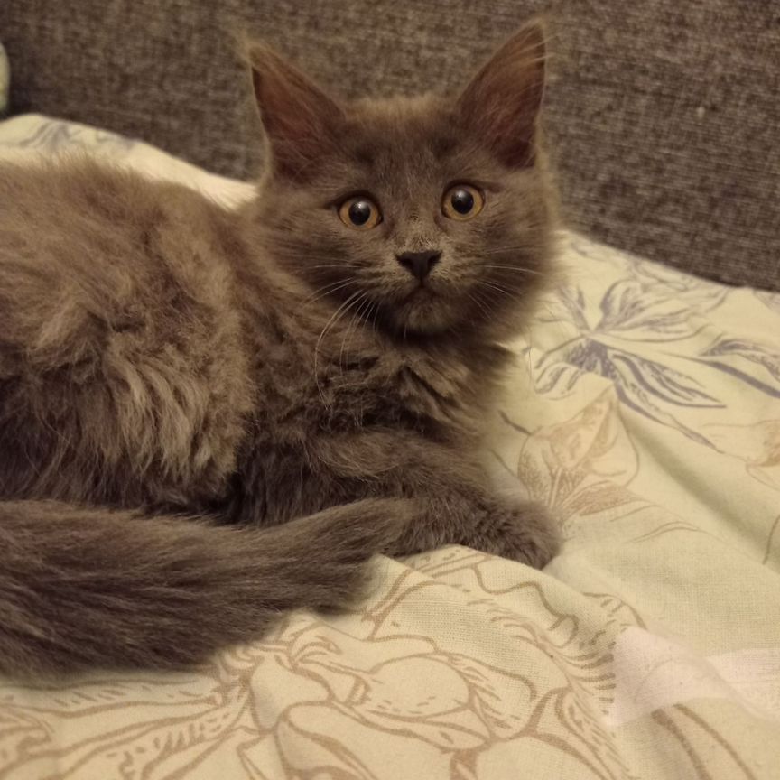 Котёнок в добрые руки