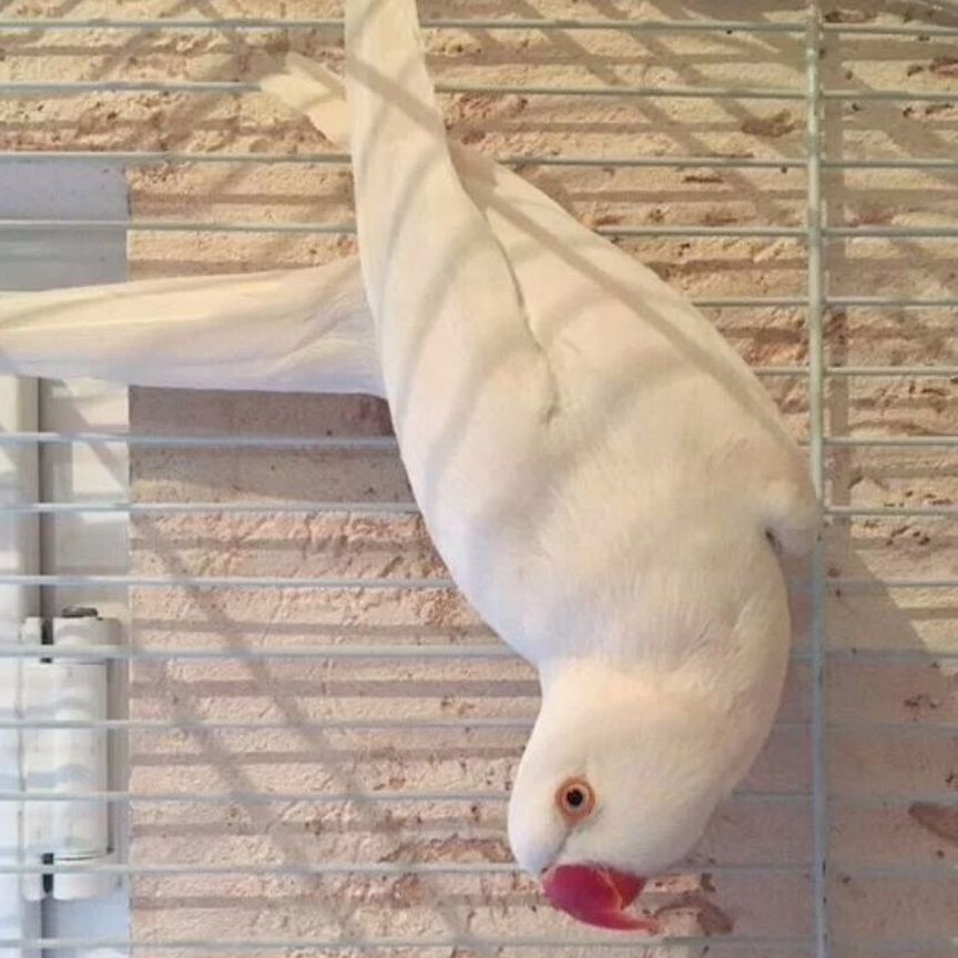 Ожереловый попугай